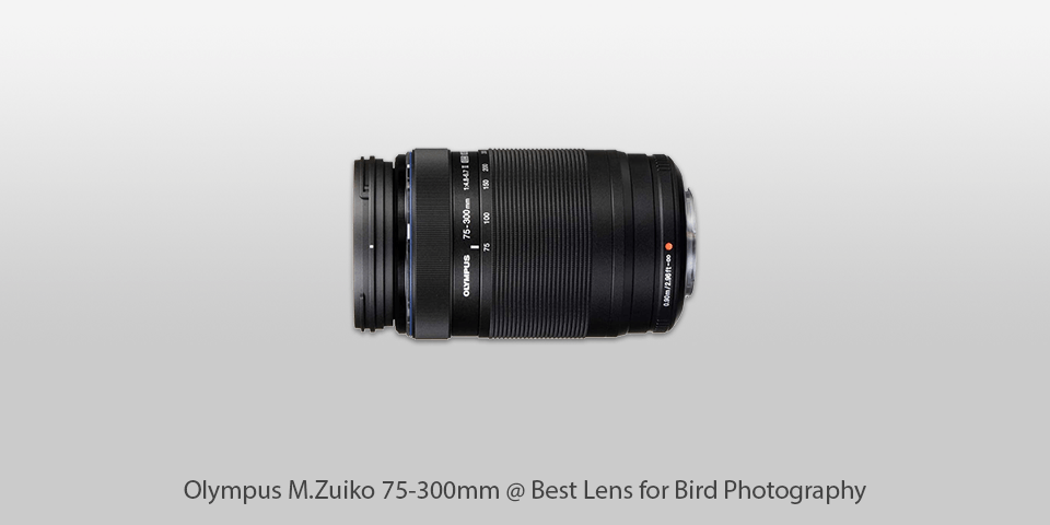 7 Best Lenses for Bird Photography in 2024
