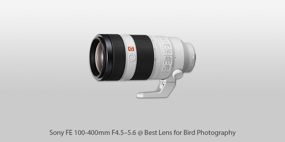 7 Best Lenses for Bird Photography in 2024