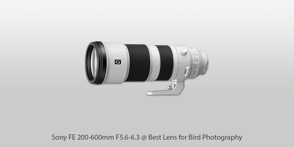 7 Best Lenses for Bird Photography in 2024