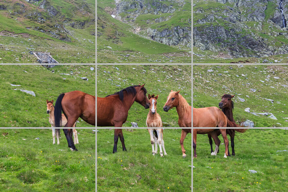 25 Horse Photography Tips: Take Great Equine Photography