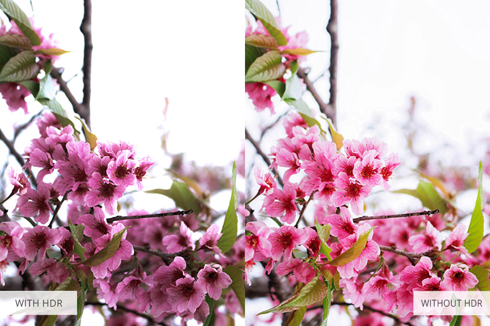 26 Flower Photography Tips: Creative Flower Bouquet & Macro