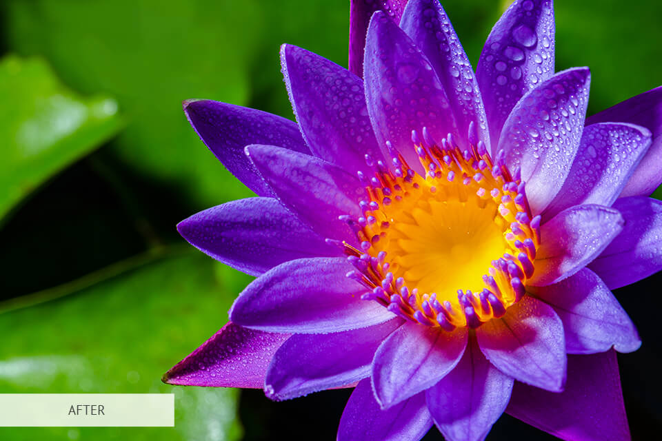 26 Flower Photography Tips: Creative Flower Bouquet & Macro