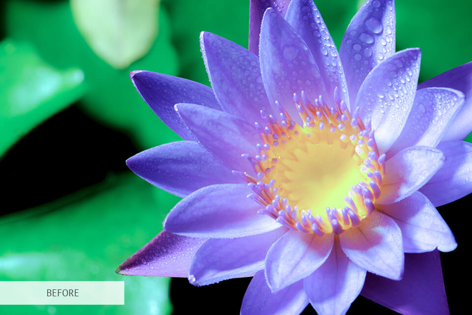 26 Flower Photography Tips: Creative Flower Bouquet & Macro