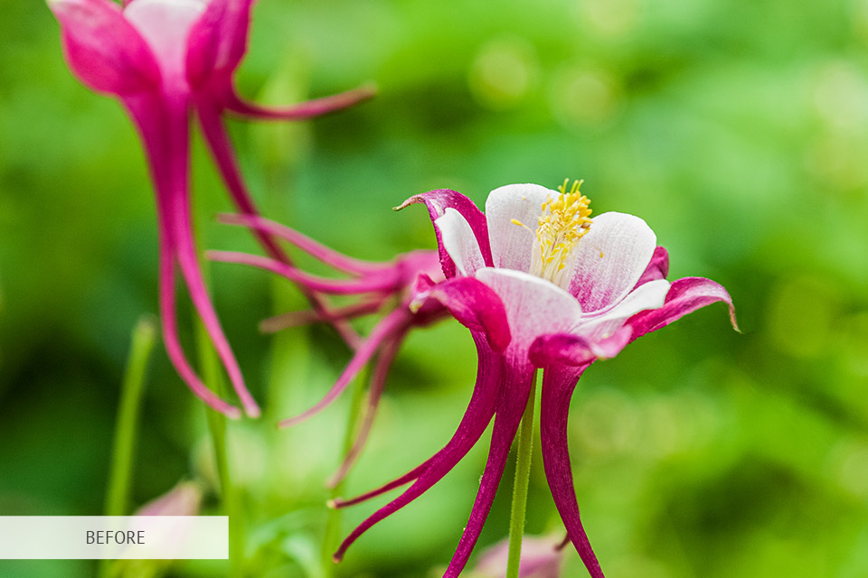 26 Flower Photography Tips: Creative Flower Bouquet & Macro