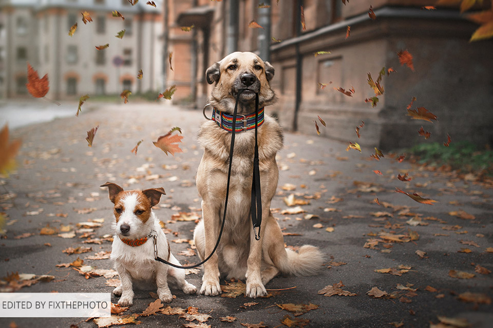 50 Funny Animal Photobombs Ever Captured