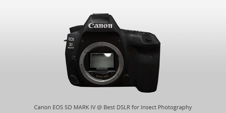 20 Insect Photography Tips for Photographers