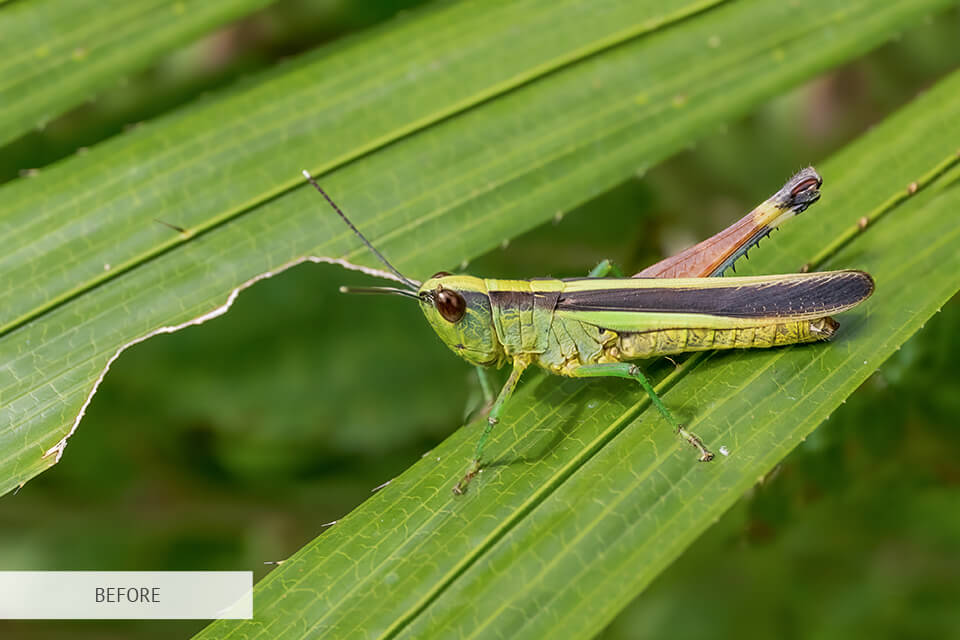 20 Insect Photography Tips for Photographers