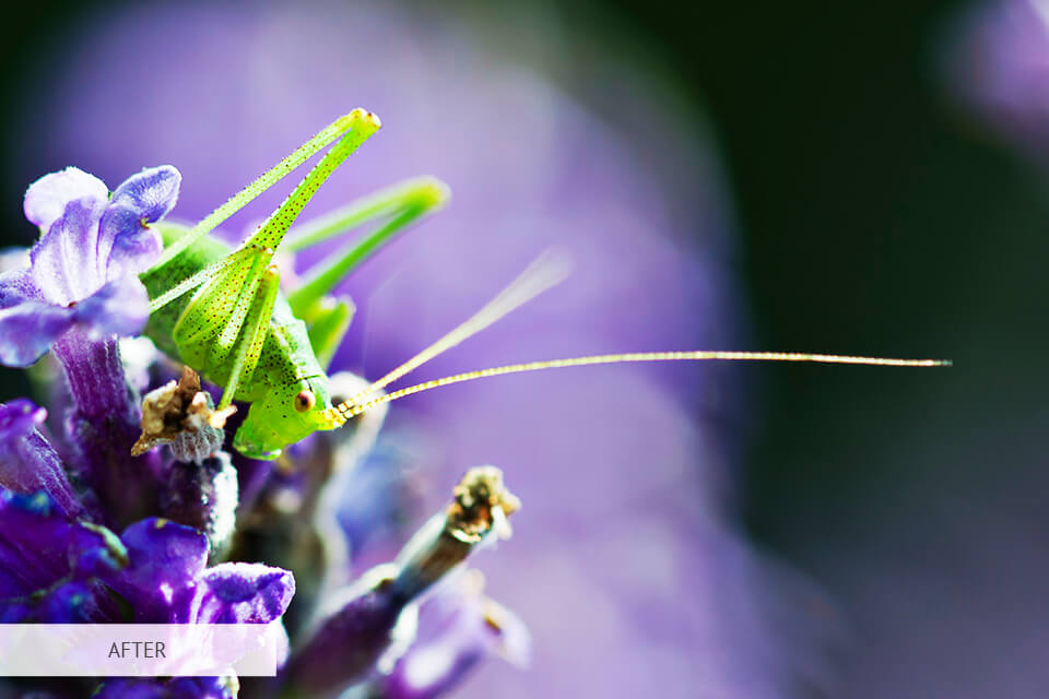 20 Insect Photography Tips for Photographers
