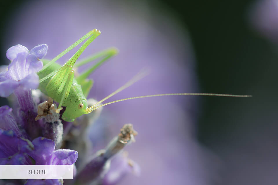 20 Insect Photography Tips for Photographers