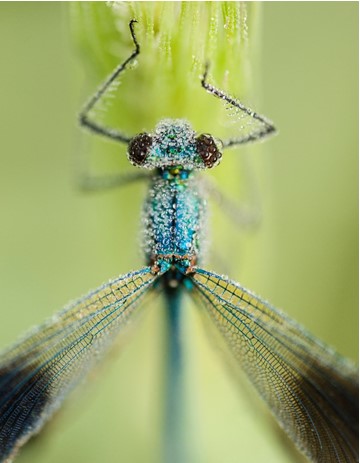 20 Insect Photography Tips for Photographers