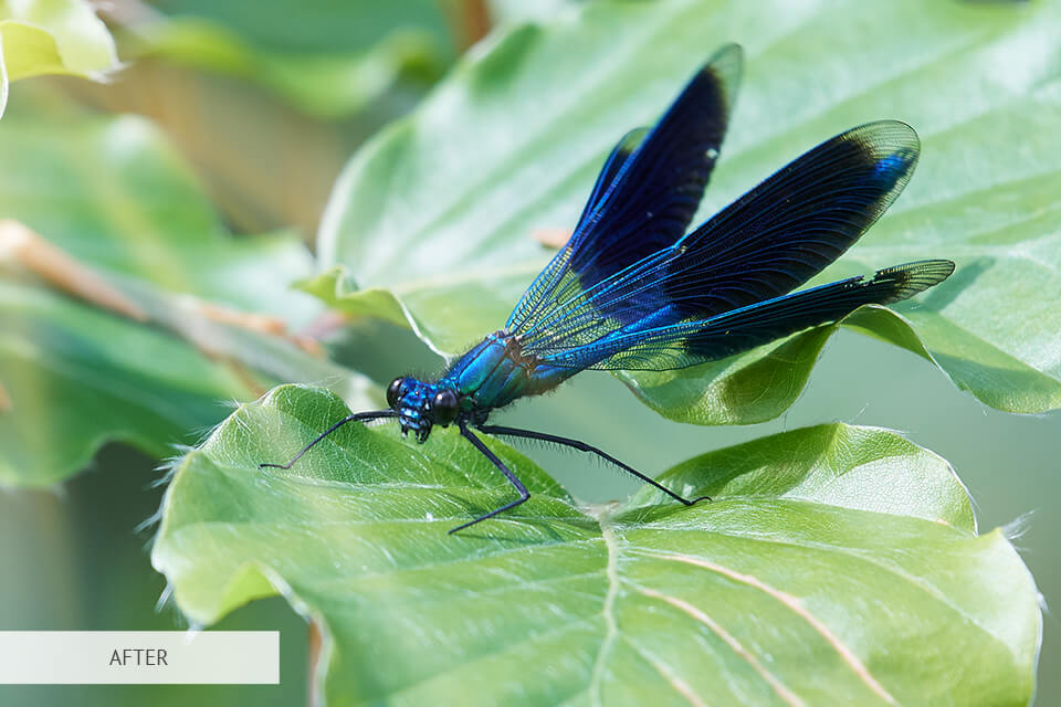 20 Insect Photography Tips for Photographers