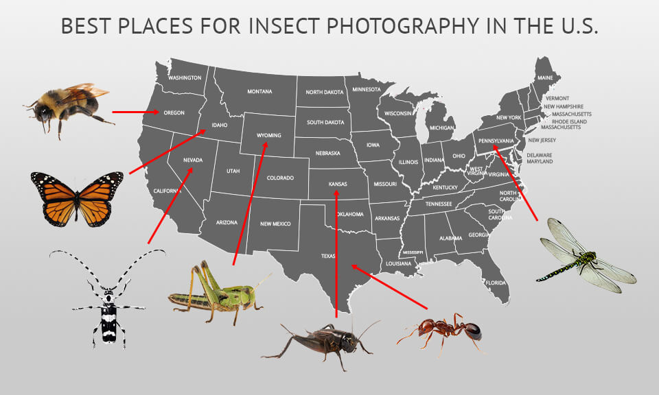 20 Insect Photography Tips for Photographers