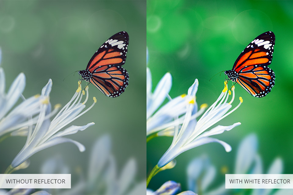 20 Insect Photography Tips for Photographers