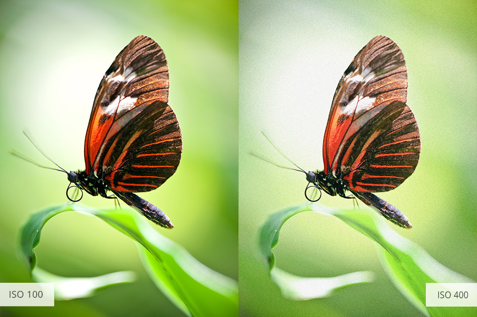25 Butterfly Photography Tips for Colorful Butterfly Pictures