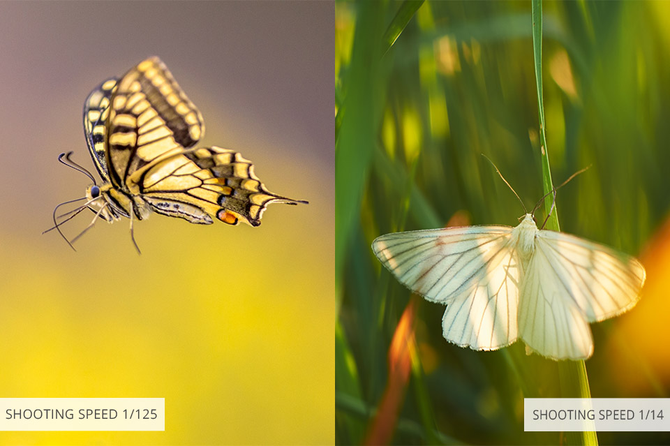 25 Butterfly Photography Tips for Colorful Butterfly Pictures