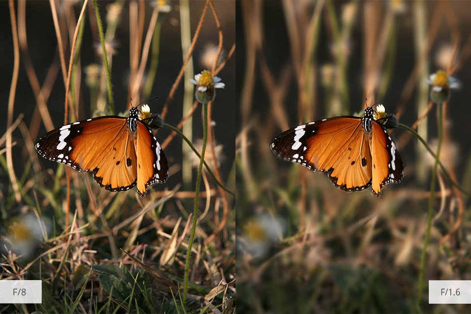 25 Butterfly Photography Tips for Colorful Butterfly Pictures