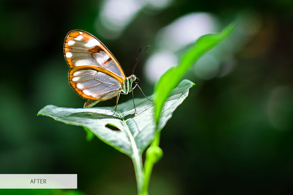 25 Butterfly Photography Tips for Colorful Butterfly Pictures