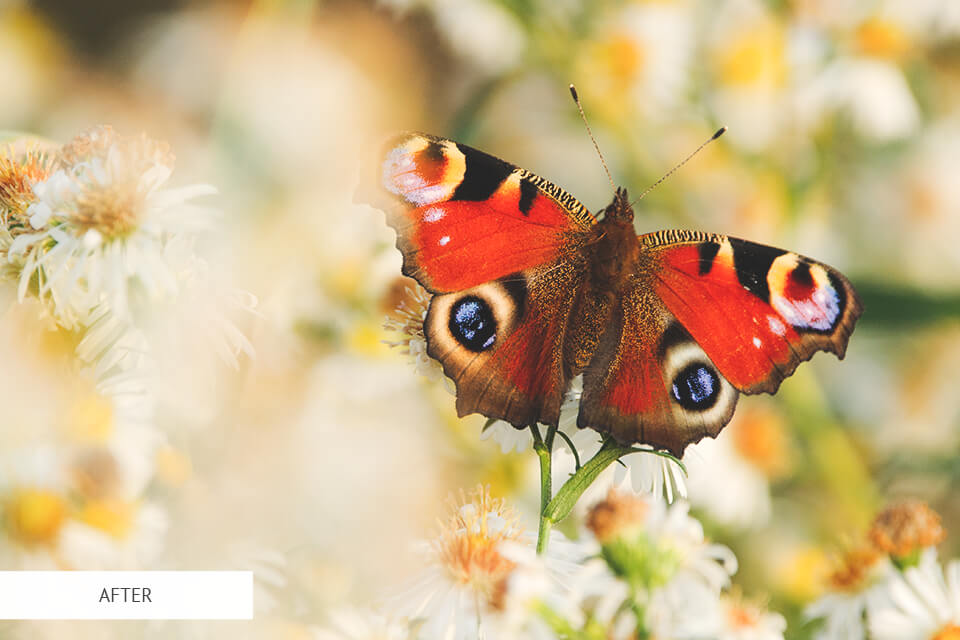 25 Butterfly Photography Tips for Colorful Butterfly Pictures
