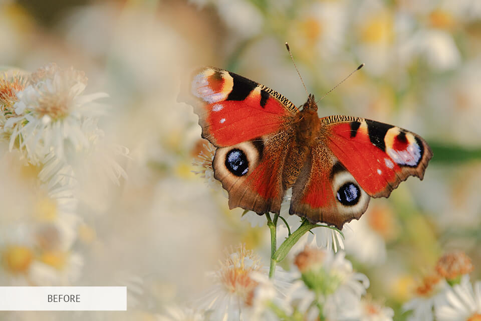 25 Butterfly Photography Tips for Colorful Butterfly Pictures
