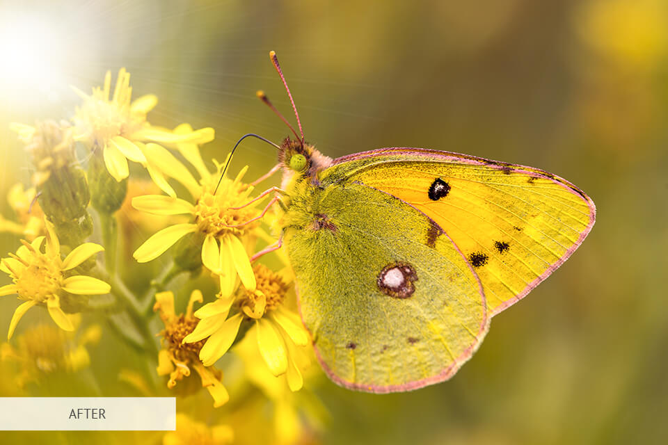 25 Butterfly Photography Tips for Colorful Butterfly Pictures