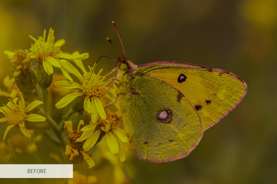 25 Butterfly Photography Tips for Colorful Butterfly Pictures
