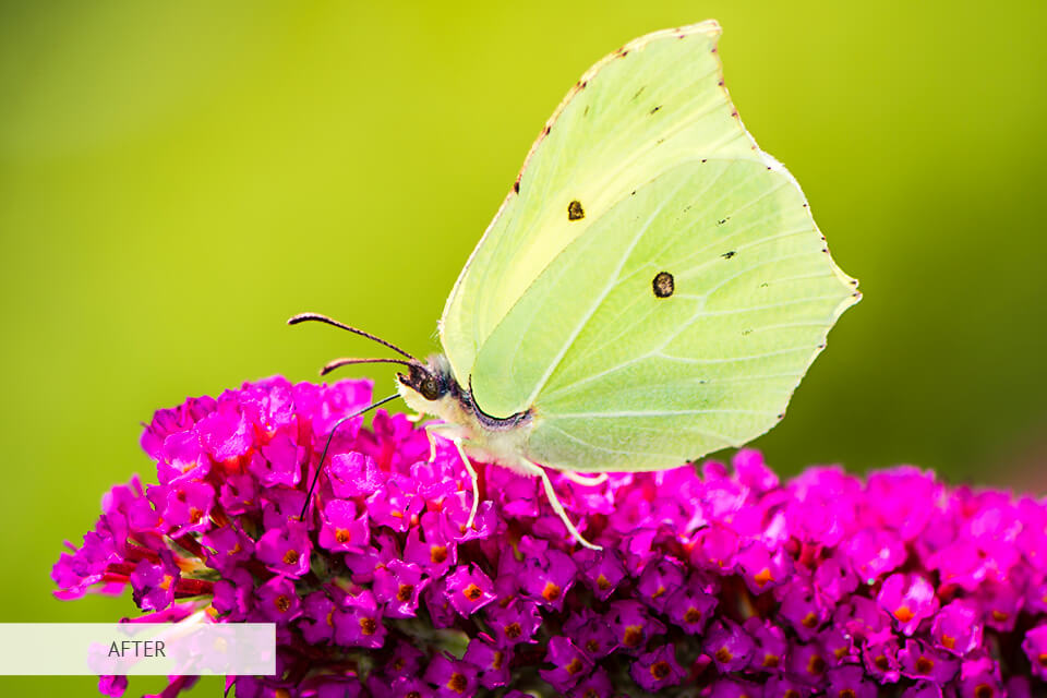 25 Butterfly Photography Tips for Colorful Butterfly Pictures