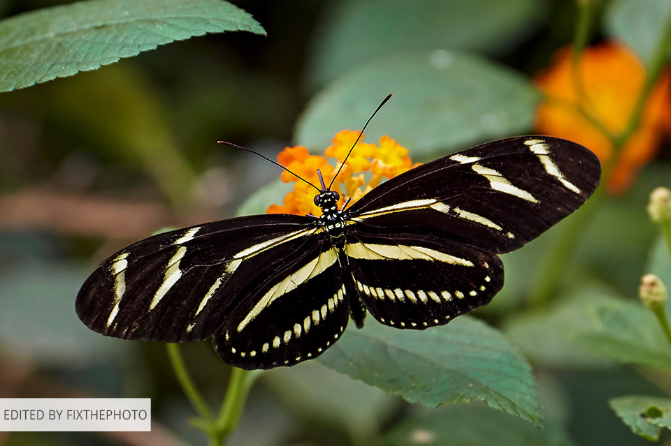 25 Butterfly Photography Tips for Colorful Butterfly Pictures
