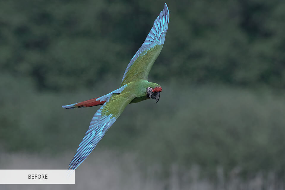 21 Bird Photography Tips for Beginners