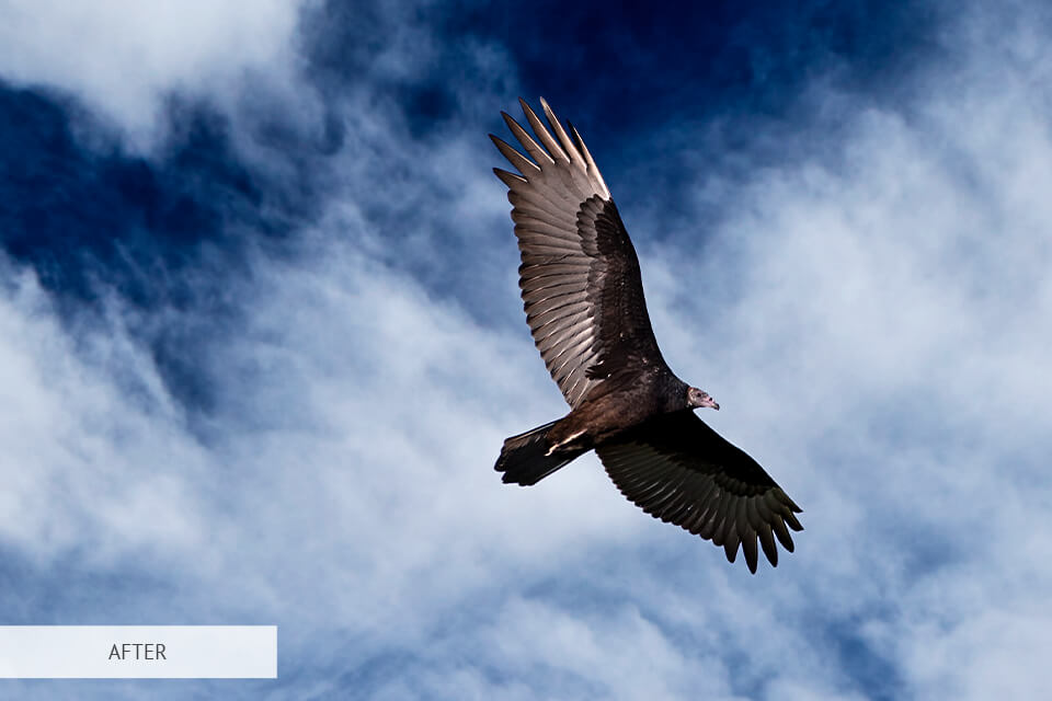 21 Bird Photography Tips for Beginners