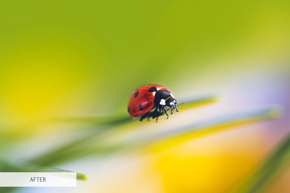 20 Insect Photography Tips for Photographers