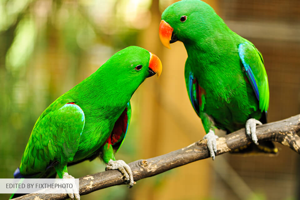 21 Bird Photography Tips for Beginners