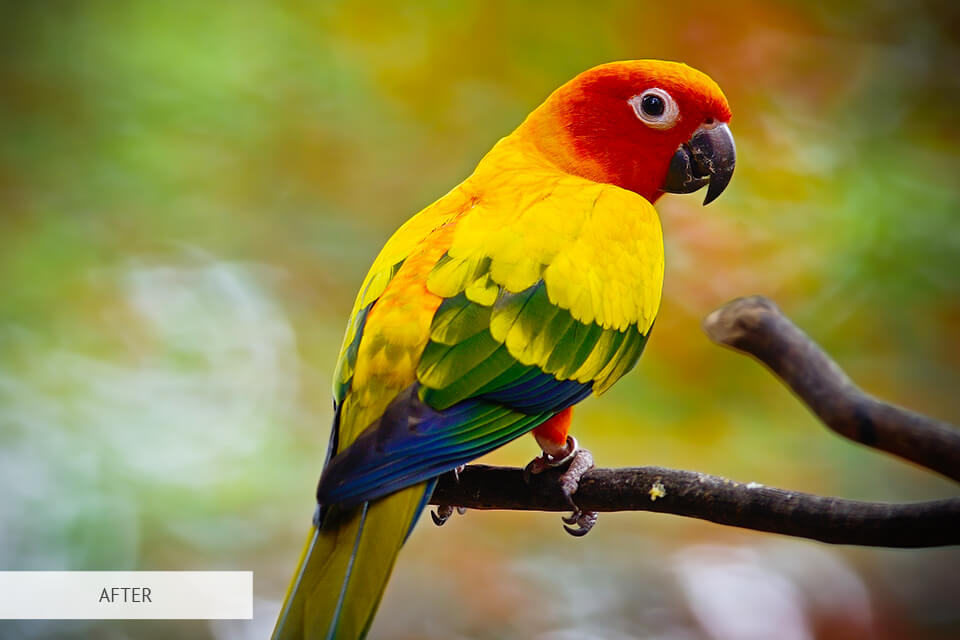 21 Bird Photography Tips for Beginners