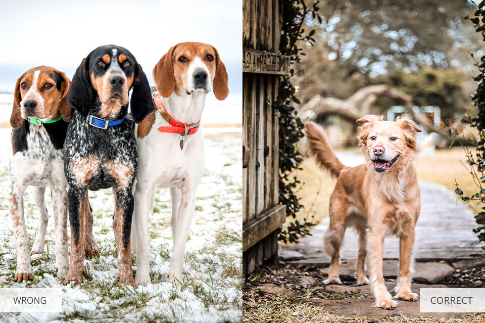 Focal Point in Photography: Complete Guide