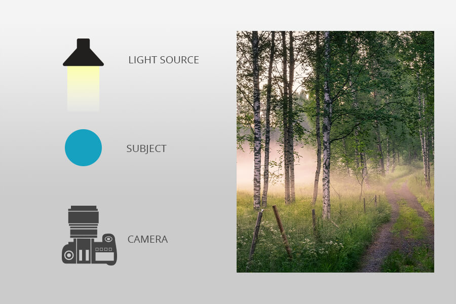 50 Forest Photography Tips for Better Forests Photos (+FREEBIES)