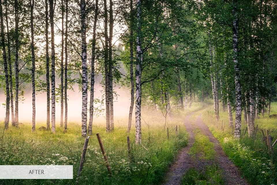 50 Forest Photography Tips for Better Forests Photos (+FREEBIES)