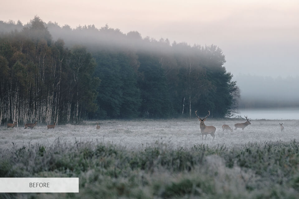 50 Forest Photography Tips for Better Forests Photos (+FREEBIES)