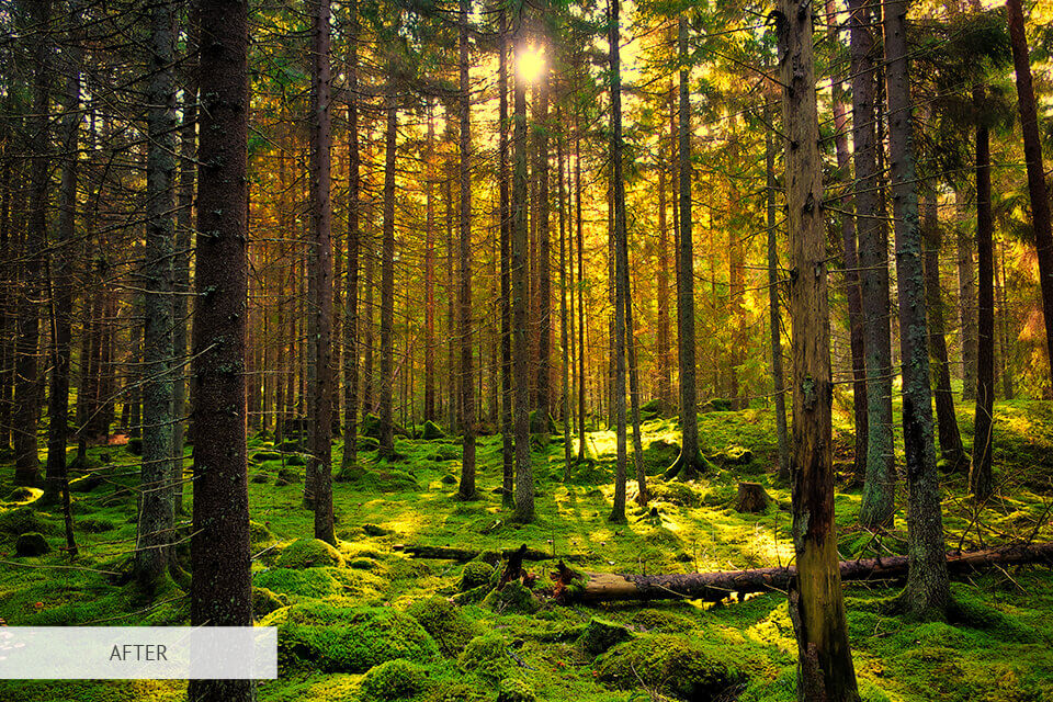 50 Forest Photography Tips for Better Forests Photos (+FREEBIES)