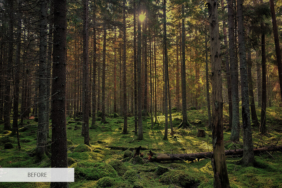 50 Forest Photography Tips for Better Forests Photos (+FREEBIES)