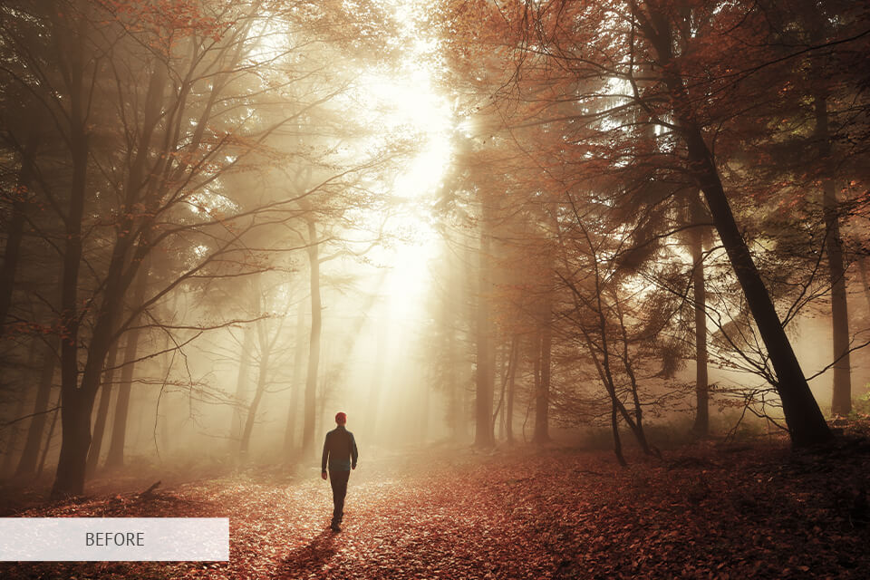 50 Forest Photography Tips for Better Forests Photos (+FREEBIES)