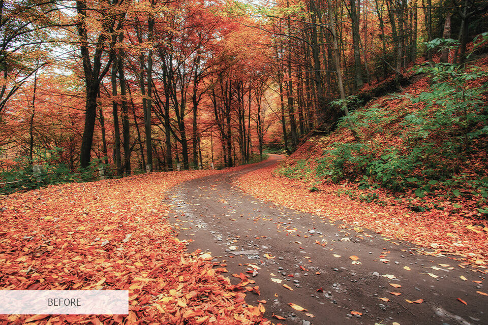 50 Forest Photography Tips for Better Forests Photos (+FREEBIES)