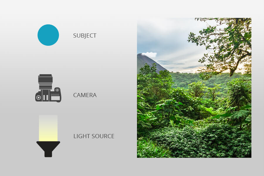 50 Forest Photography Tips for Better Forests Photos (+FREEBIES)