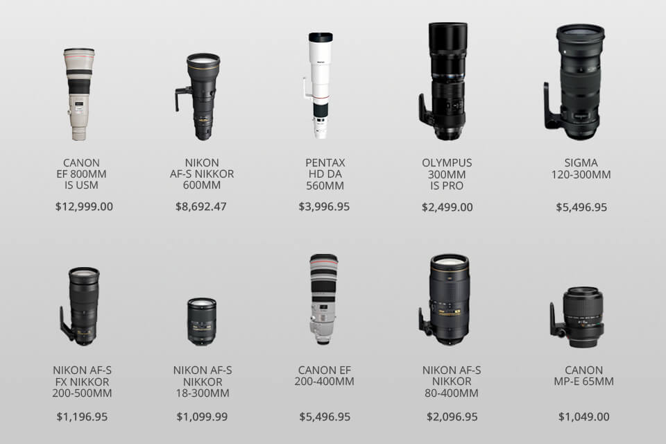 21 Bird Photography Tips for Beginners