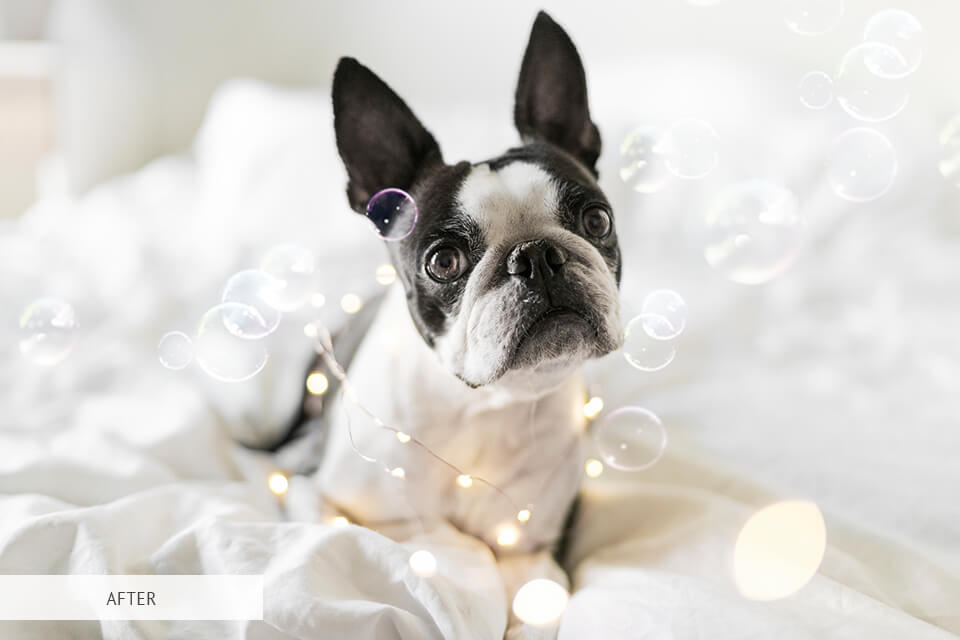 25 Dog Photography Tips & Ideas