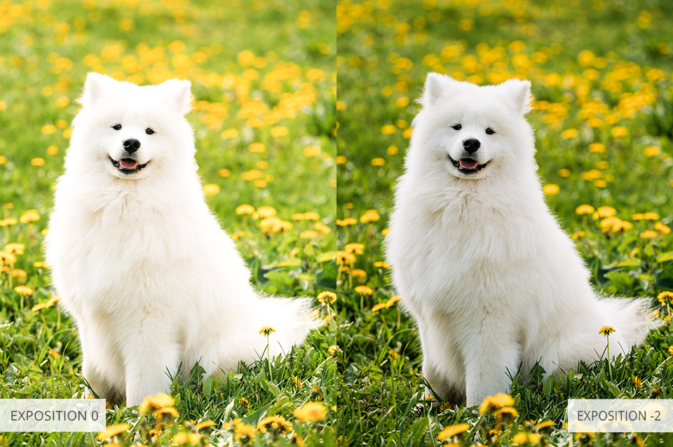 25 Dog Photography Tips & Ideas