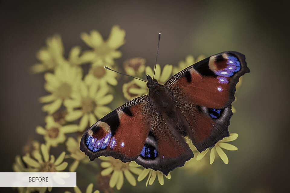 20 Insect Photography Tips for Photographers