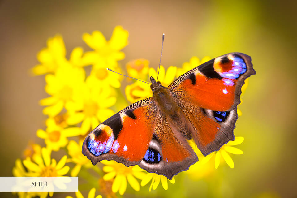 20 Insect Photography Tips for Photographers