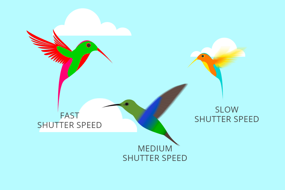 19 Wildlife Photography Tips & Techniques