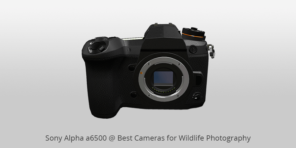 8 Best Cameras for Wildlife Photography in 2023