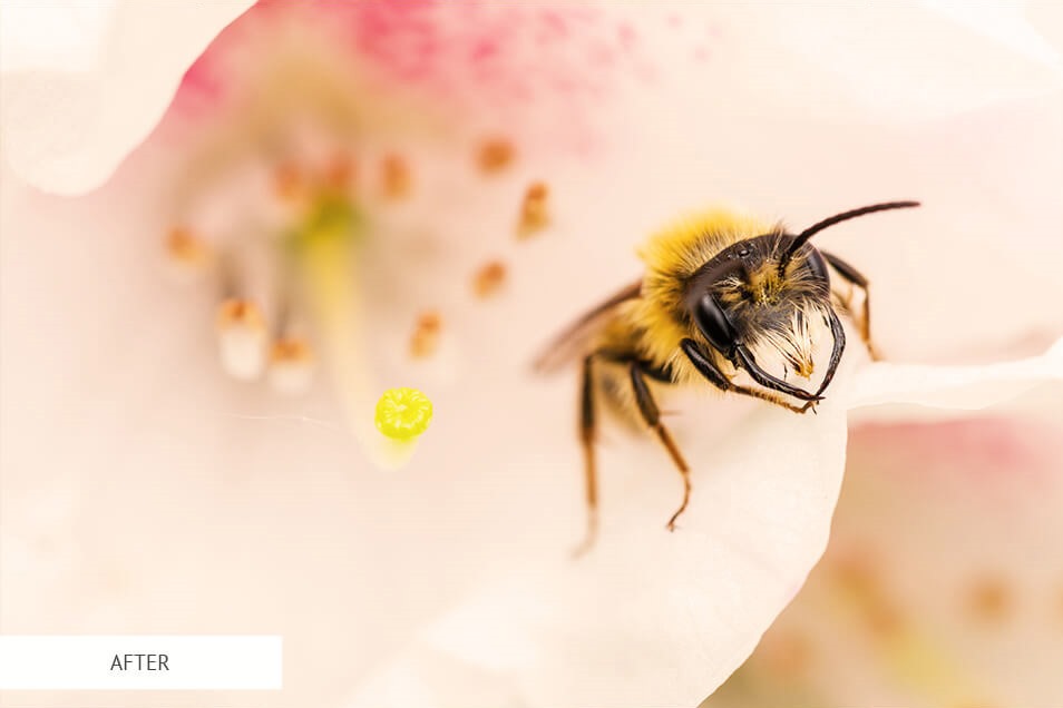 20 Insect Photography Tips for Photographers