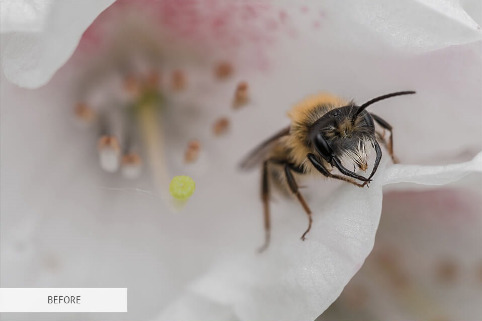 20 Insect Photography Tips for Photographers